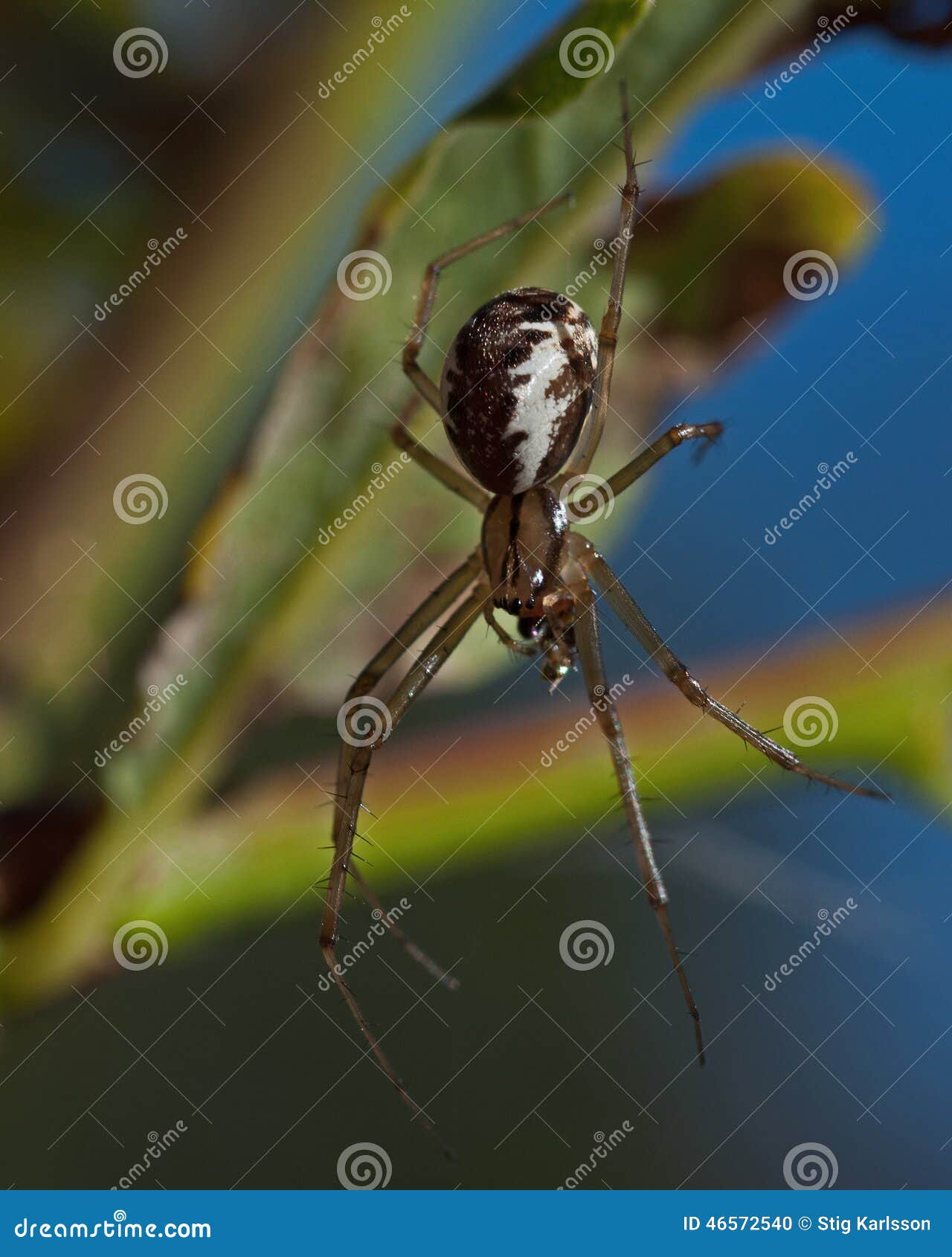Aranha Do Dinheiro, Triangularis De Linyphia Foto de Stock - Imagem de ...