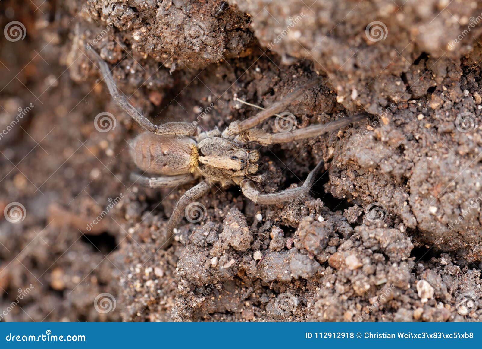 Aranha Do Fúnil Em Forma De Teia De Aranha Foto de Stock - Imagem de ...