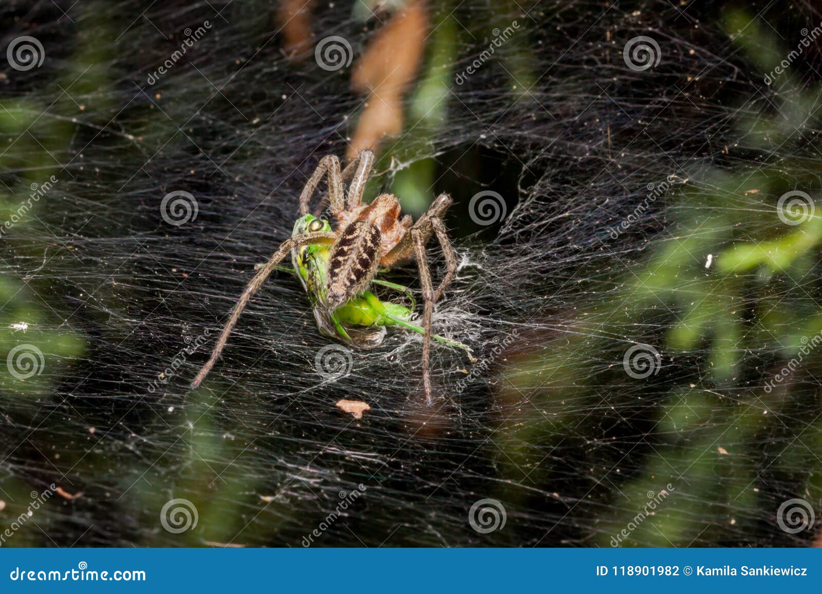 Aranha Do Labirinto Que Come O Gafanhoto Foto de Stock - Imagem de ...