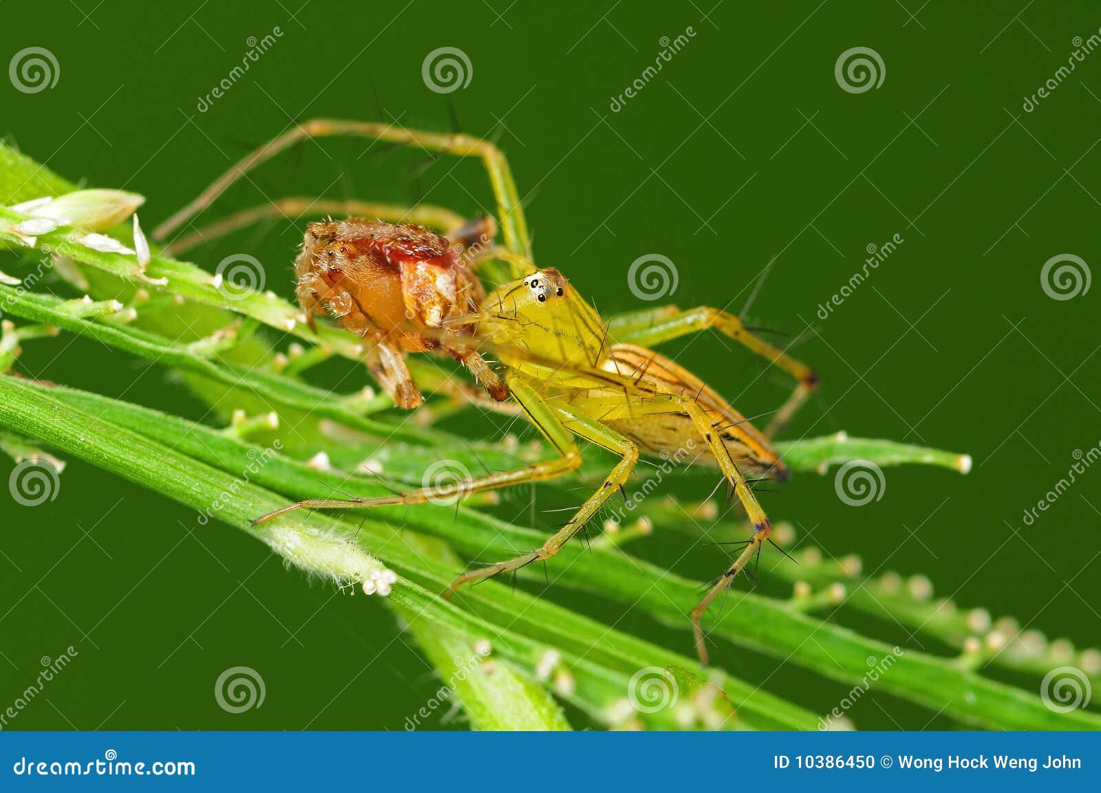 Aranha Do Lince Que Come Uma Aranha Equipada Com Pernas Marrom Foto de ...