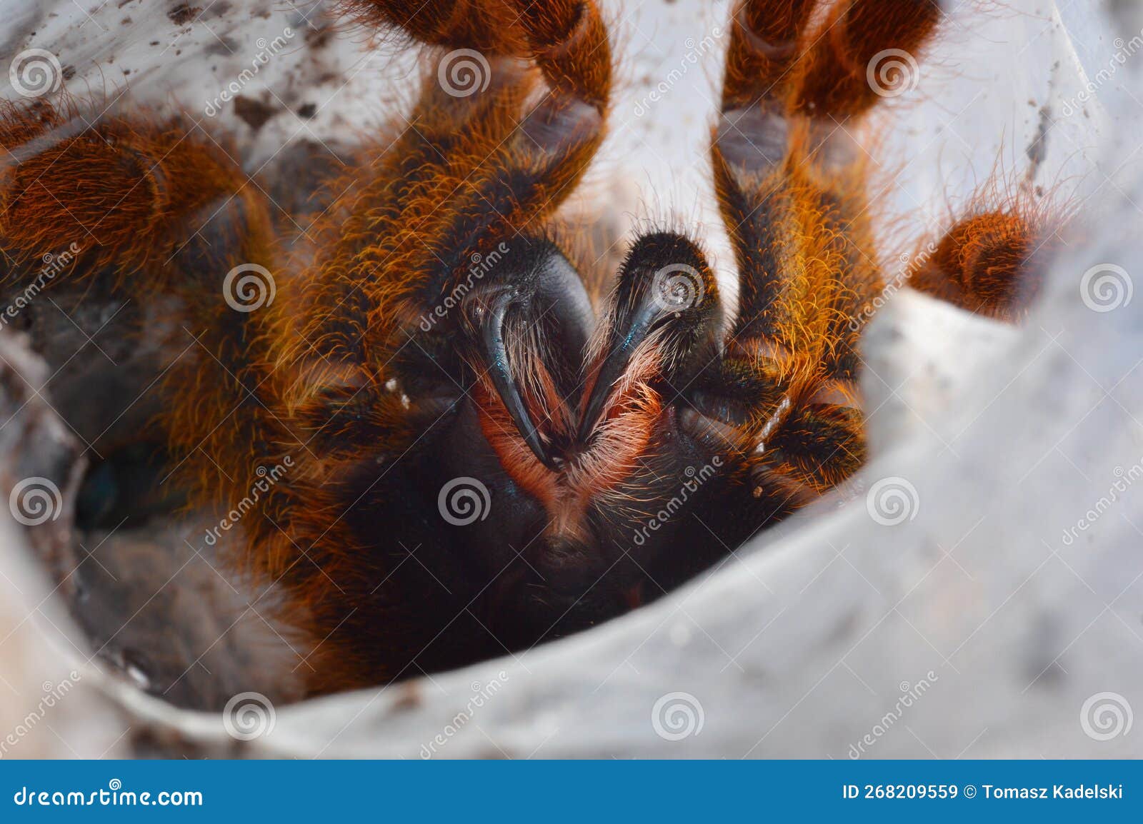 Aranha-do-pterminal Ochilus Murinus Usambara Fecha Imagem de Stock ...