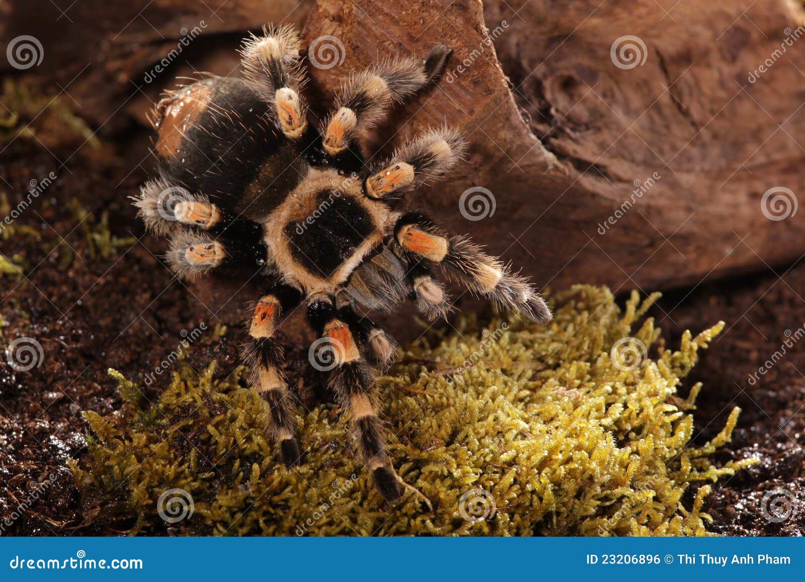 Aranha mexicana de Redknee foto de stock. Imagem de aracnida - 23206896
