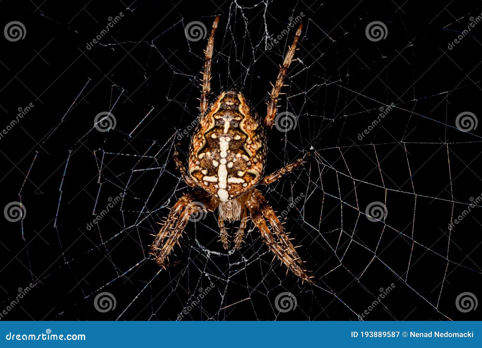 Aranha Na Web. Araneo Araneus Diadematus. Imagem de Stock - Imagem de ...