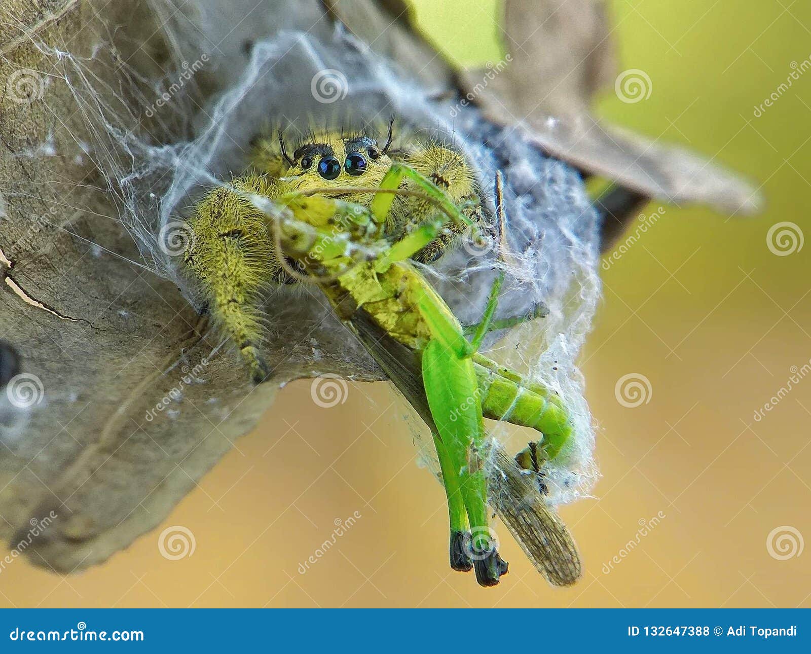 Aranha Que Come O Inseto Em Spiderweb Foto de Stock - Imagem de erro ...
