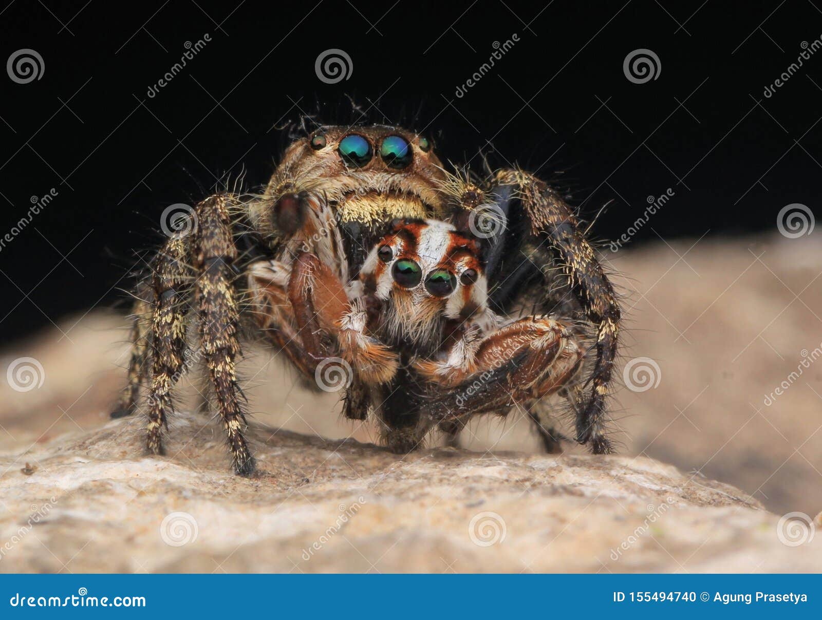Aranha Que Come a Aranha Pequena Foto de Stock - Imagem de aranha ...