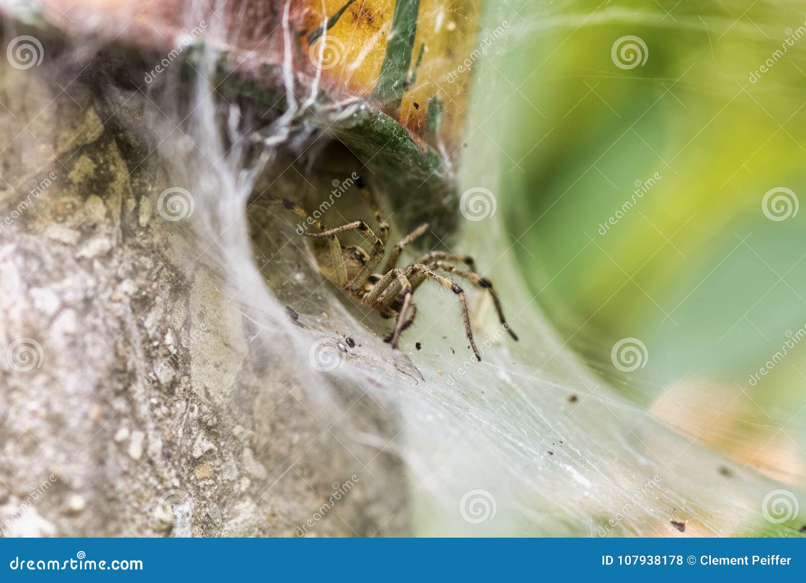 Aranha que come um inseto foto de stock. Imagem de naughty - 107938178