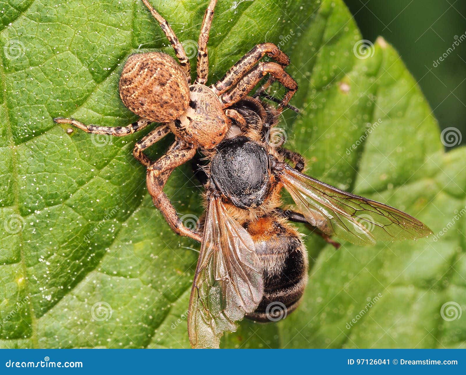 Aranha que come uma abelha imagem de stock. Imagem de come - 97126041