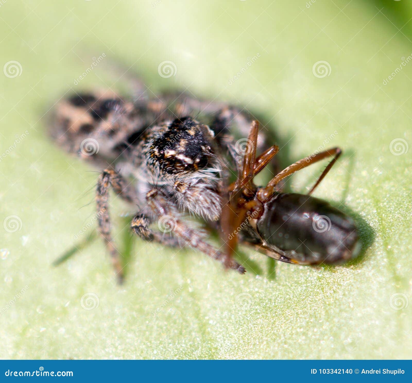 Aranha Que Come Uma Formiga Macro Foto de Stock - Imagem de predador ...