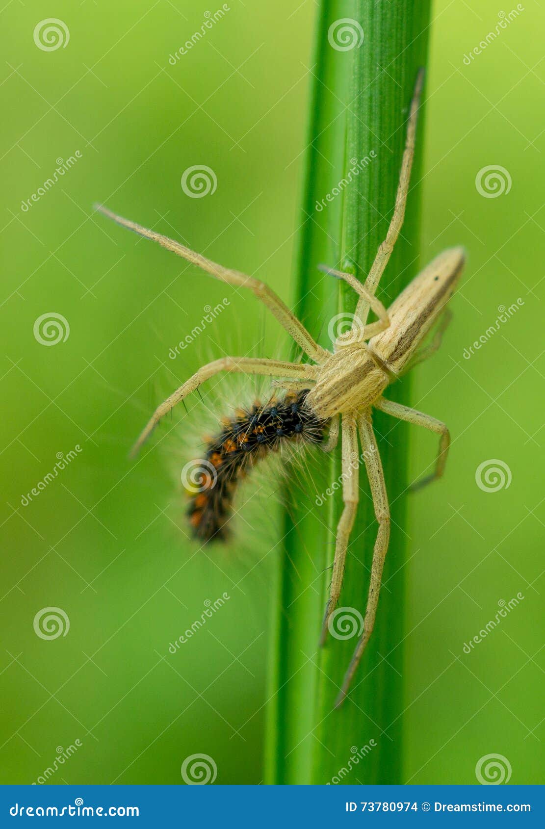 Aranha Que Come Uma Lagarta Foto de Stock - Imagem de macro, grama ...
