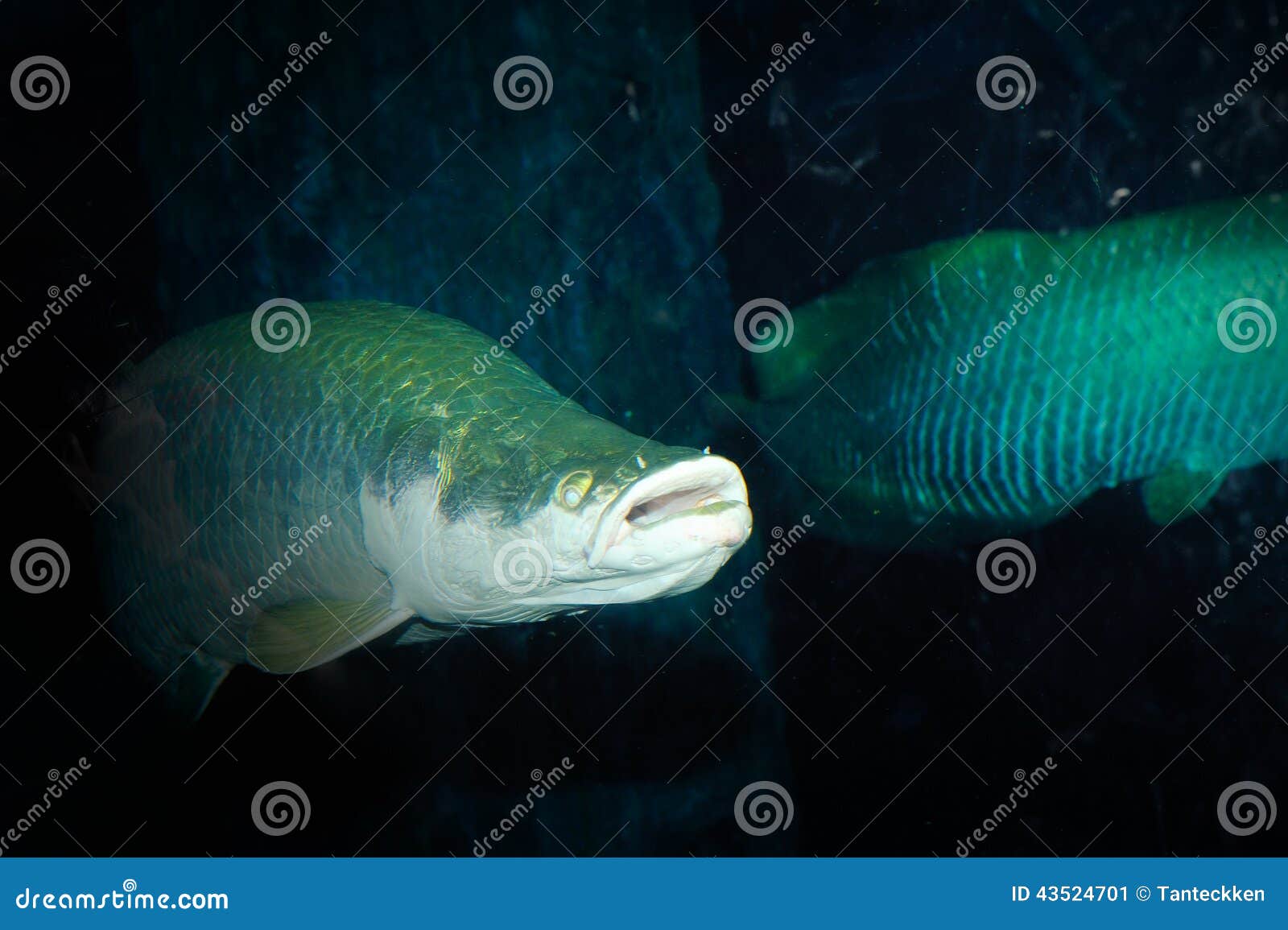 Arapaima stock afbeelding. Image of avontuur, ertsader - 43524701