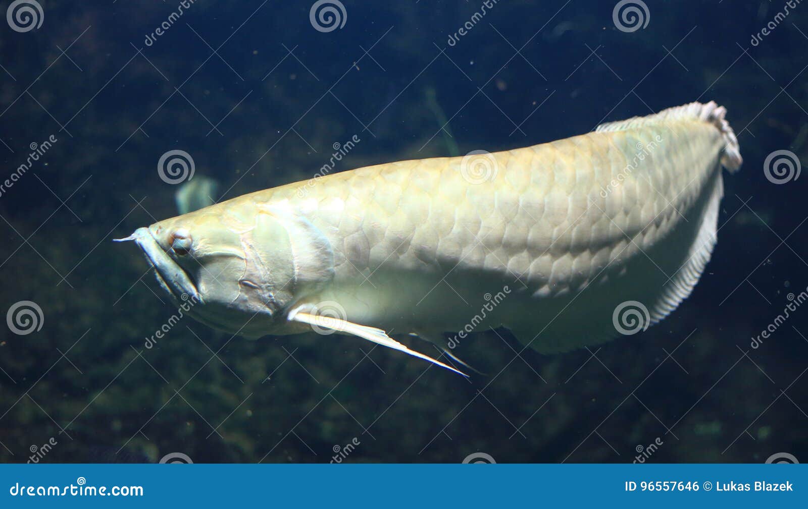 Arapaima stock photo. Image of gigas, america, giant - 96557646