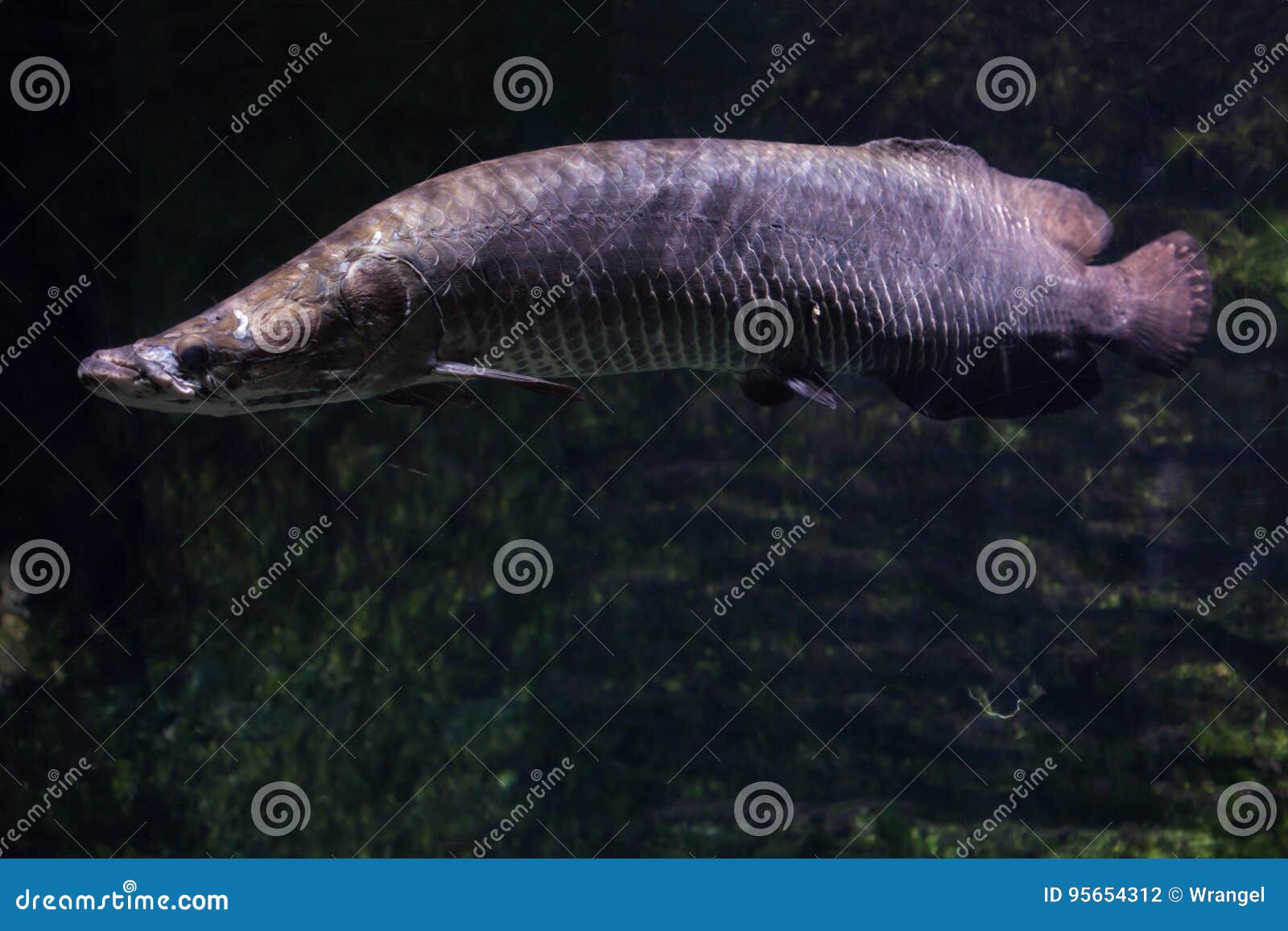 Arapaima Gigas Royalty-Free Stock Image | CartoonDealer.com #74950390