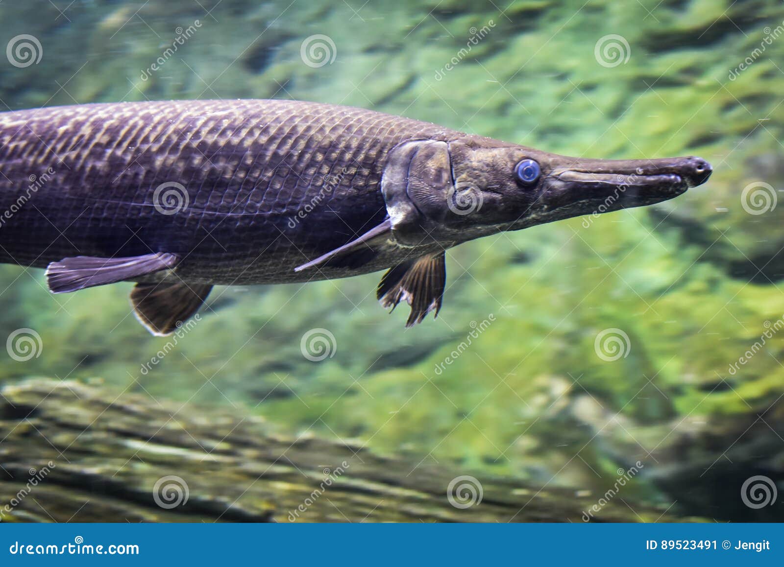 Arapaima Fish - Pirarucu Arapaima Gigas One Largest Freshwater Fish And ...