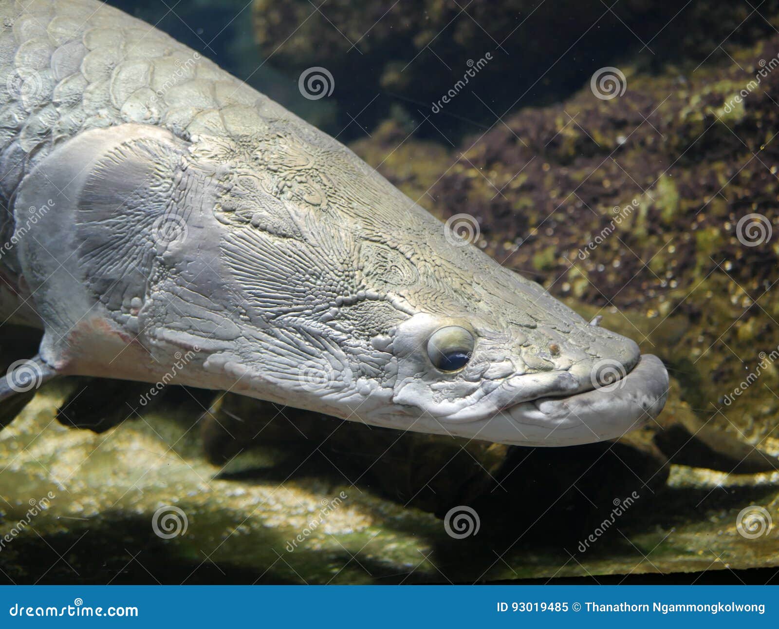 Arapaima fish stock image. Image of aquarium, amazon - 93019485