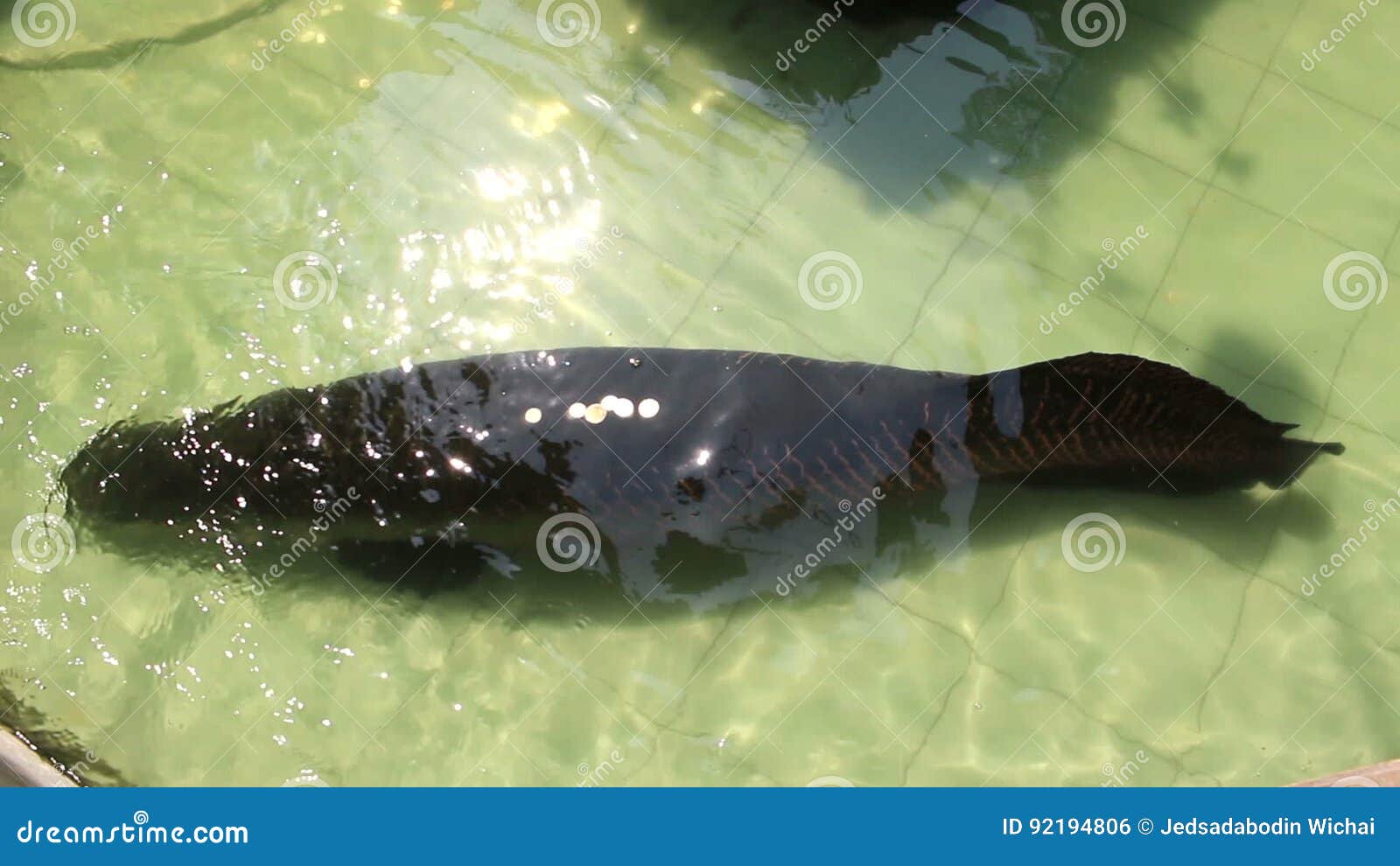 Arapaima Gigas Fish in Pond Stock Footage - Video of leptosome, pond ...