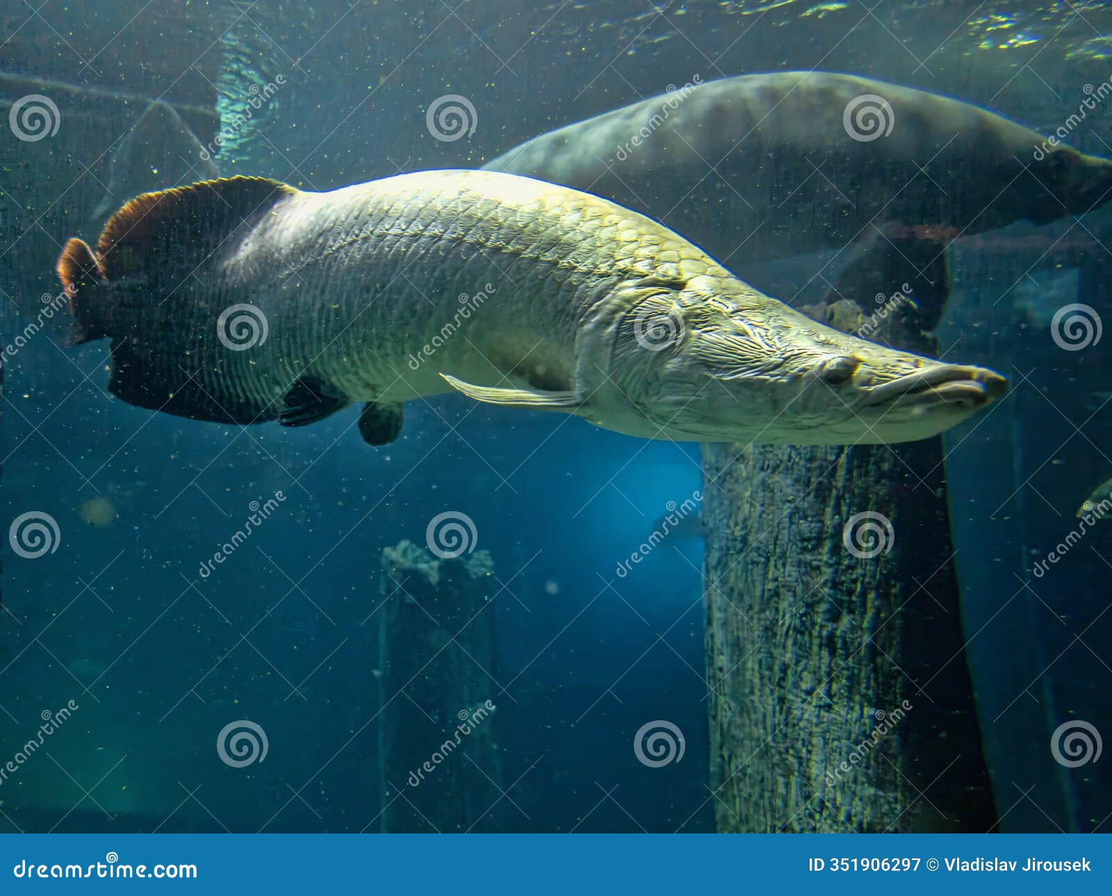 One Arapaima Gigas is One of the Largest Freshwater Fish, Lives in the ...