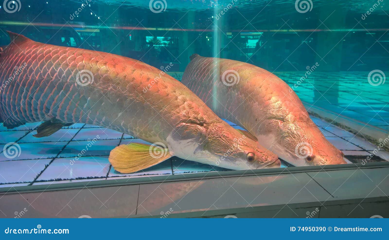 Arapaima gigas stock photo. Image of fish, arapaima, gigas - 74950390