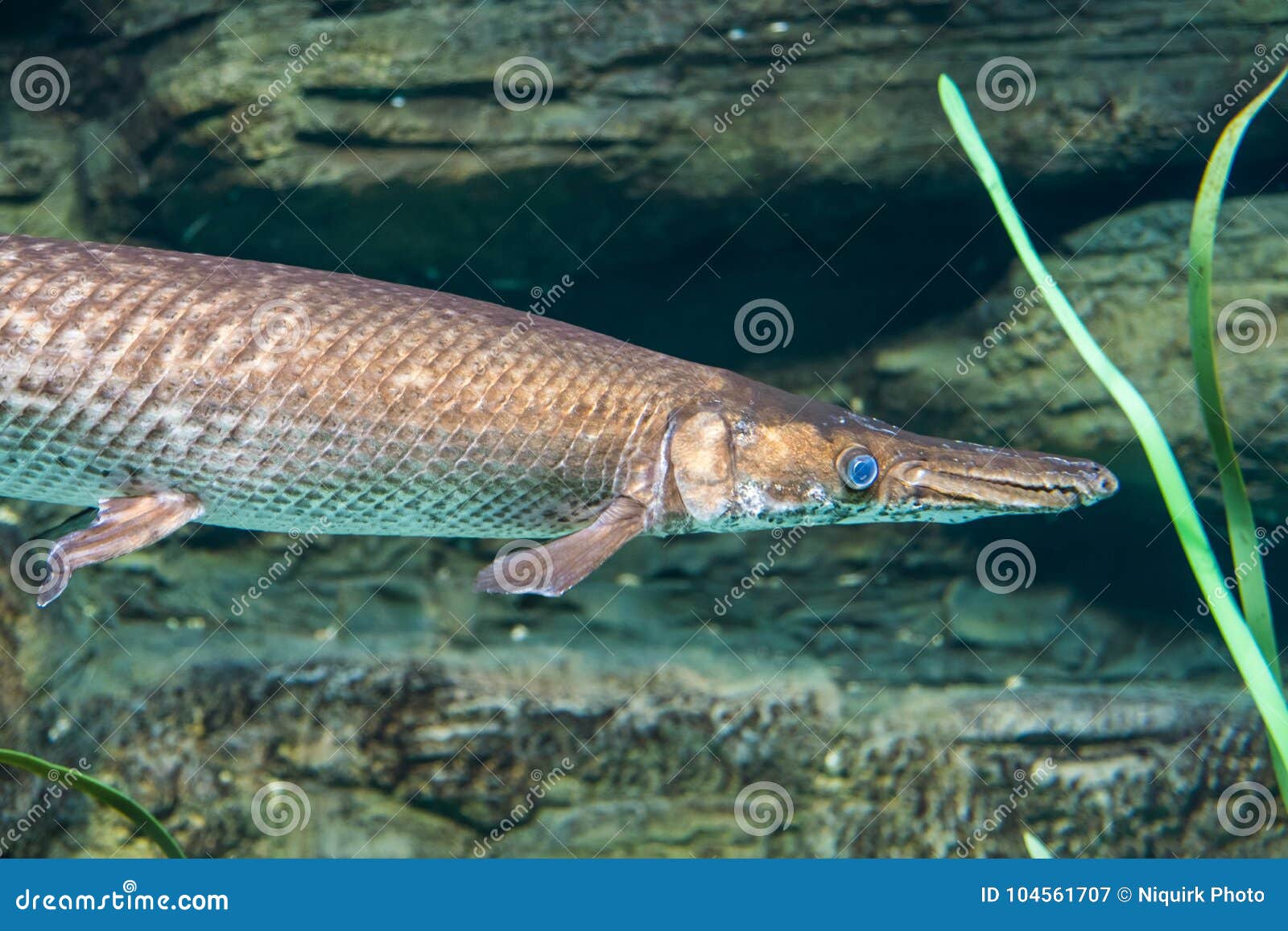 Arapaima, Pirarucu, Endangered Fish Stock Image - Image of underwater ...