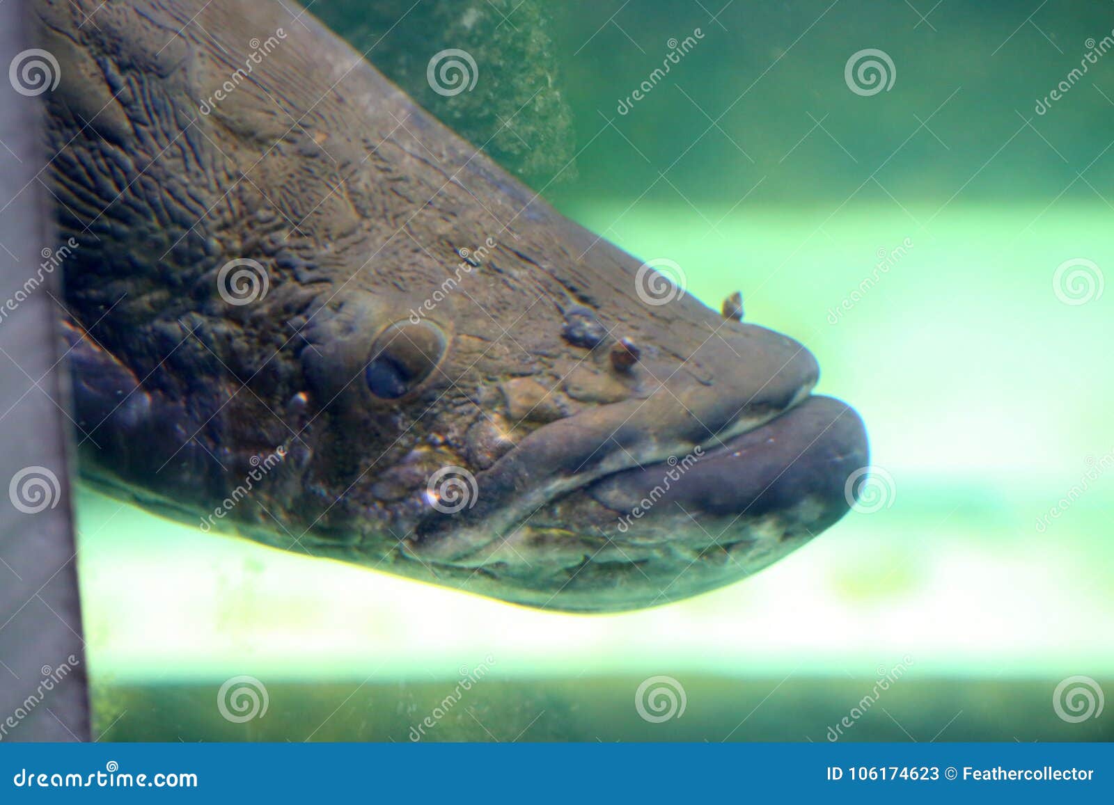 Close Up Of Arapaima Fish Skin Or Arapaima Gigas Stock Photo ...