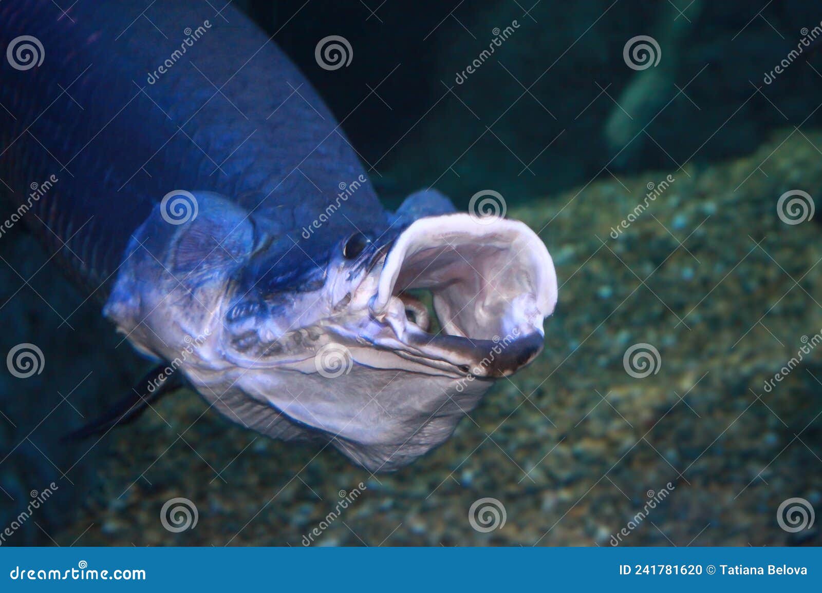 Arapaima Sudis Gigas with Opened Mouth. Close Up Stock Photo - Image of ...