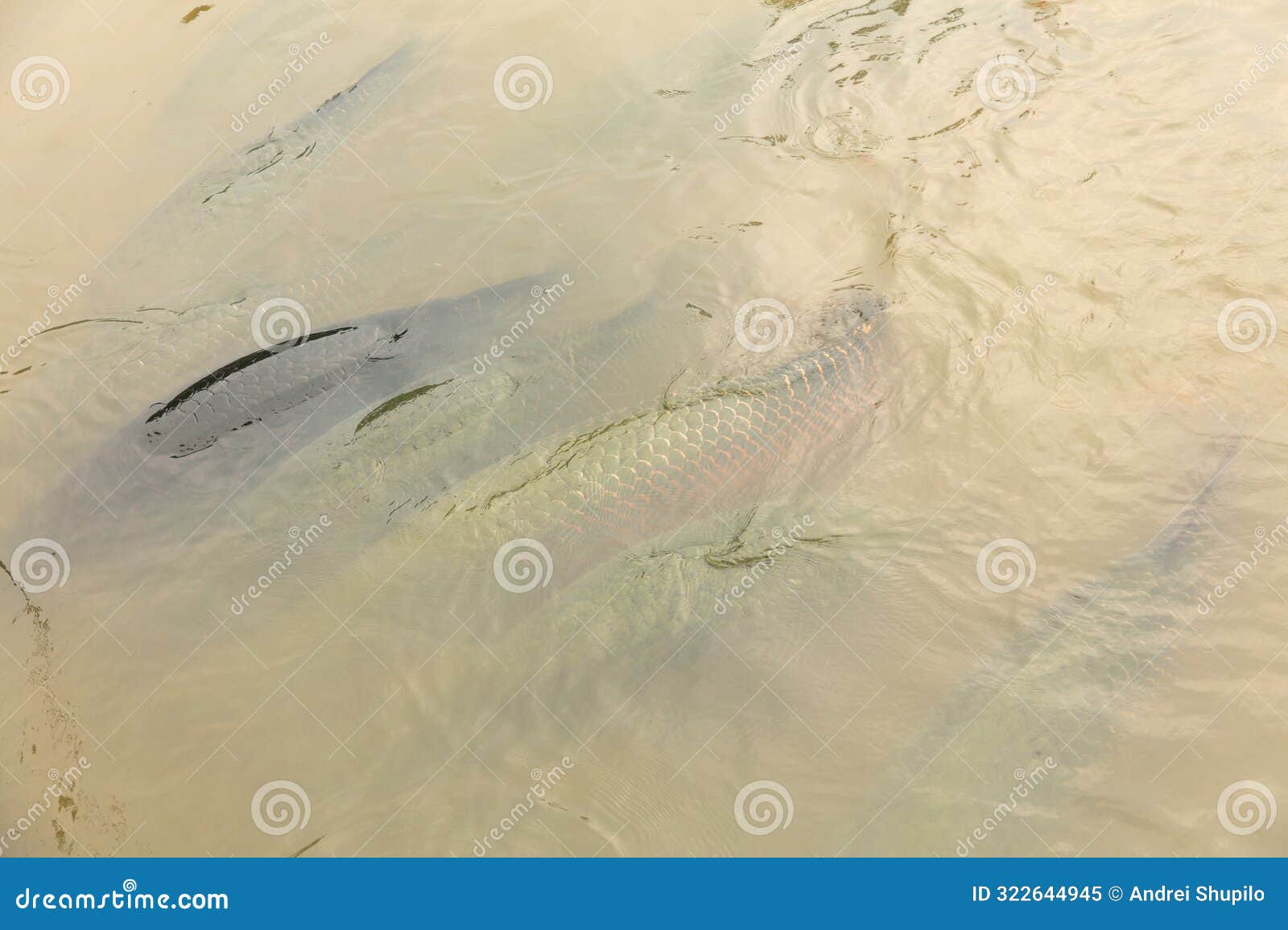 Arapaima Swims on the Surface of the Water. Amazonian Fish Stock Image ...
