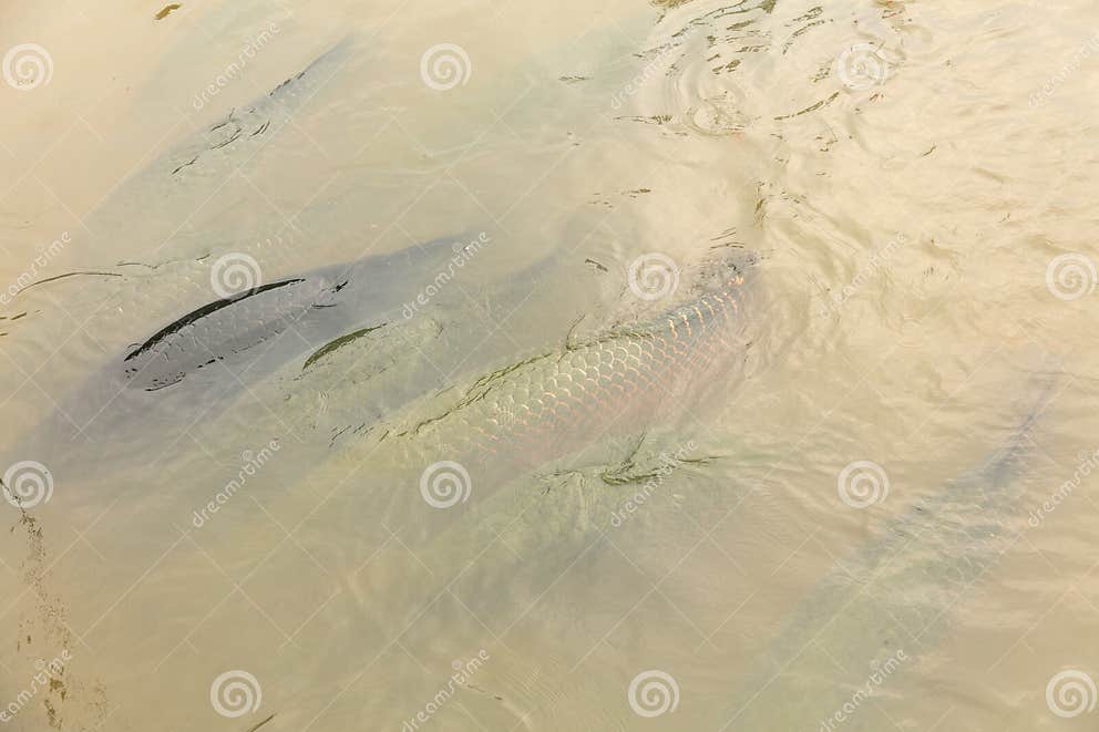 Arapaima Swims on the Surface of the Water. Amazonian Fish Stock Image ...