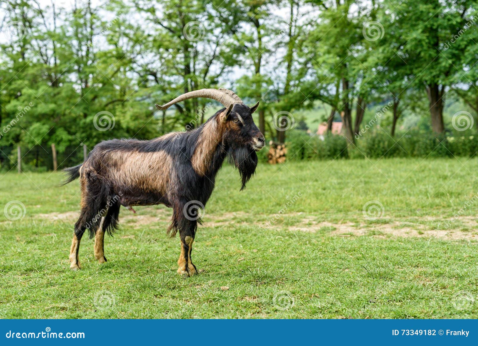 Arapawa goat stock photo. Image of farming, domestic - 73349182
