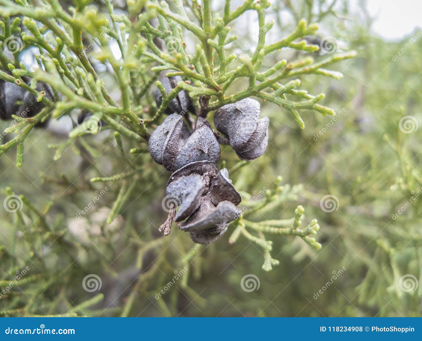 Arar Tree closeup stock photo. Image of coniferous, botanic - 118234908