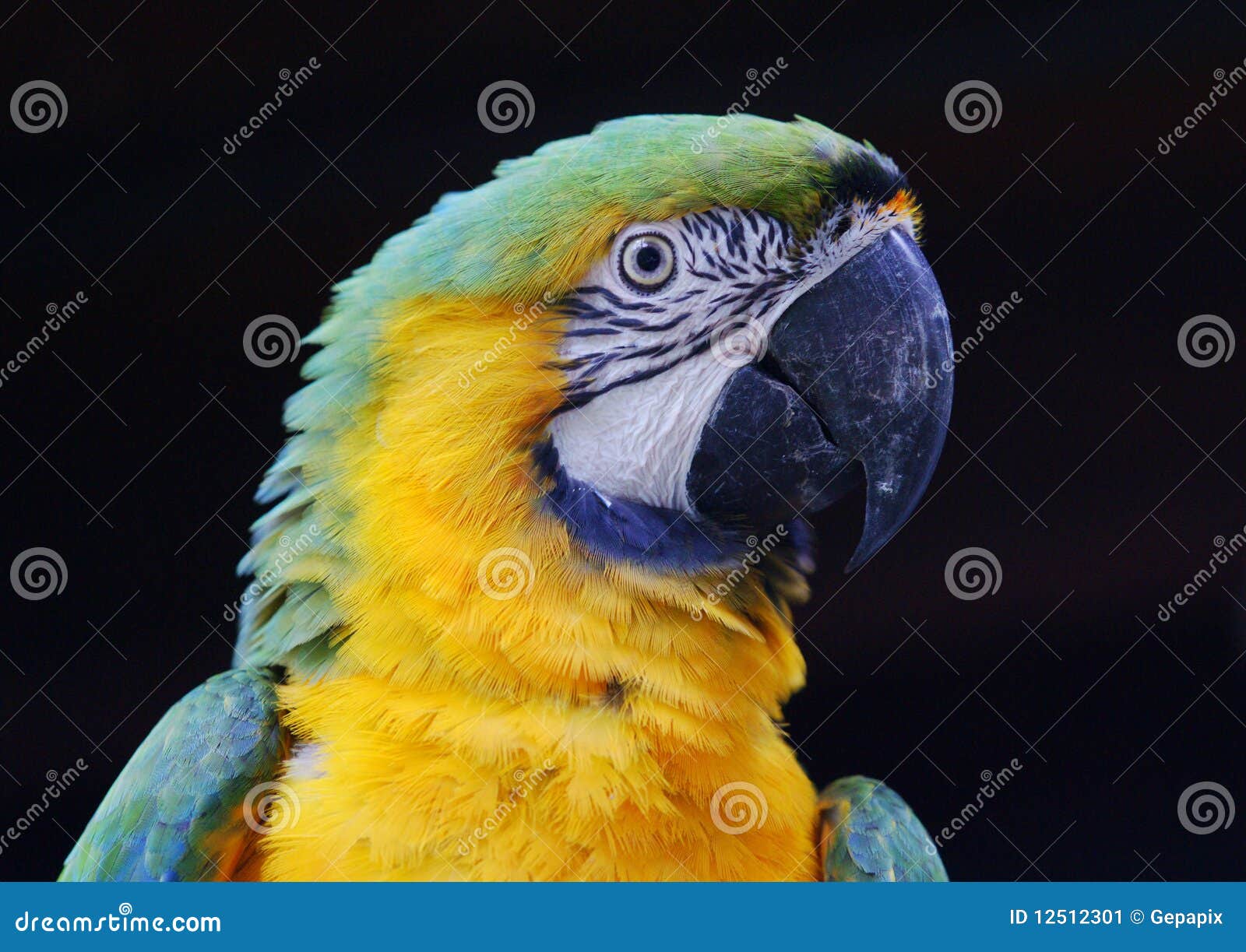 Arara Stock Images - Download 504 Royalty Free Photos