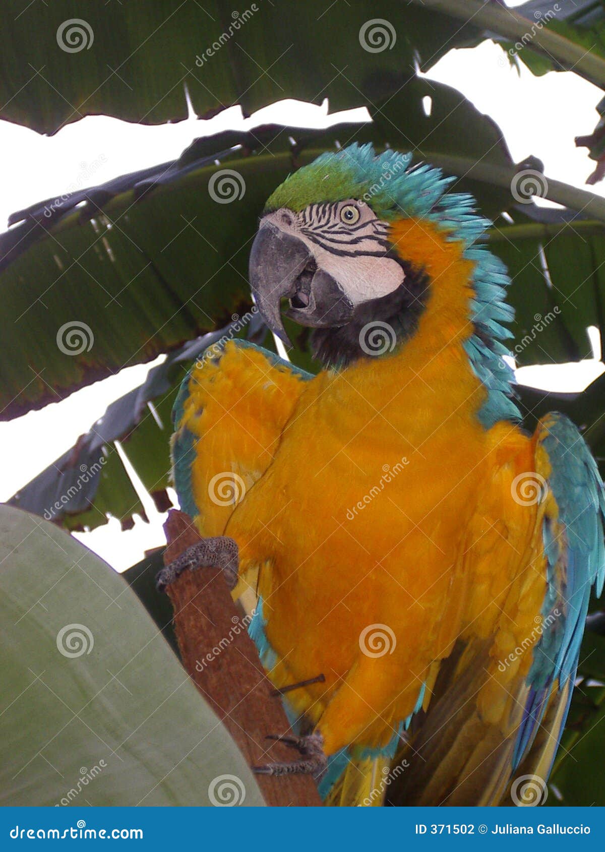 Arara Royalty-Free Stock Photography | CartoonDealer.com #707711