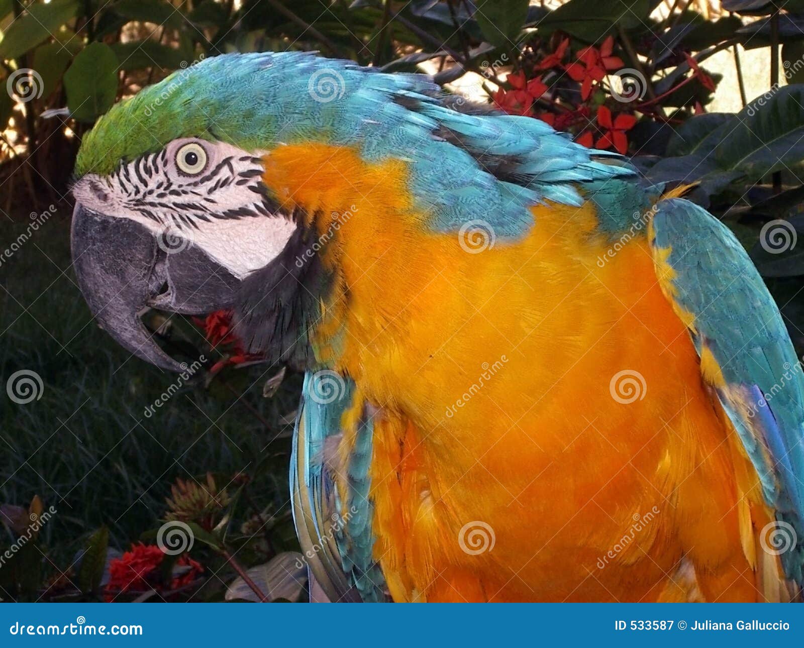 Arara Royalty-Free Stock Photography | CartoonDealer.com #707711