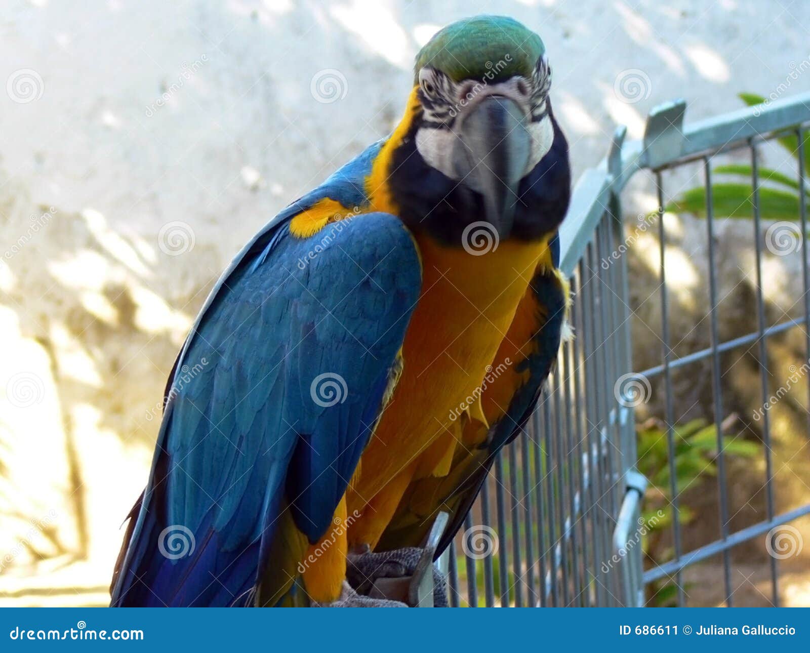 Arara Royalty-Free Stock Photography | CartoonDealer.com #707711