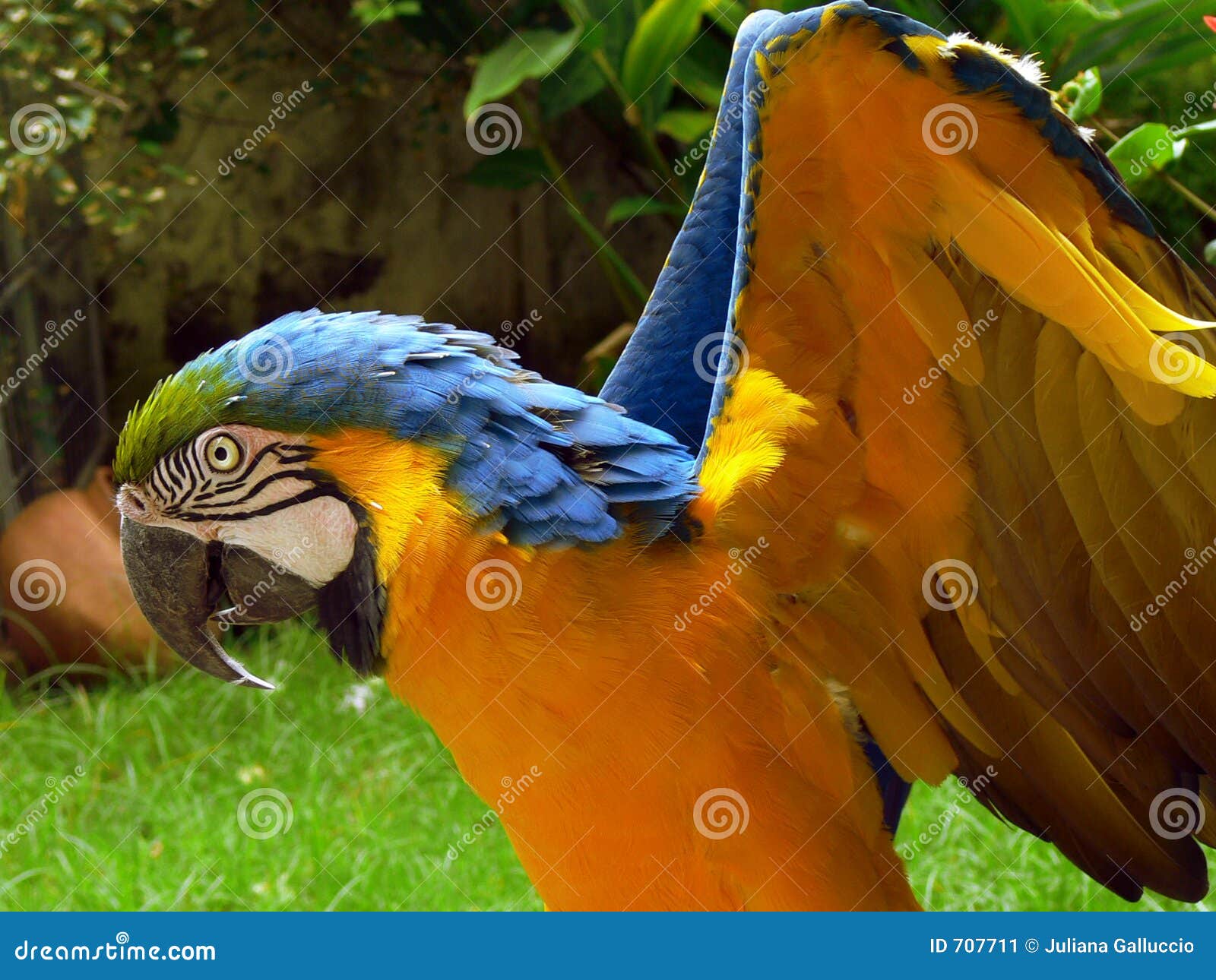 Arara stock image. Image of fauna, white, brazilian, feather - 707711