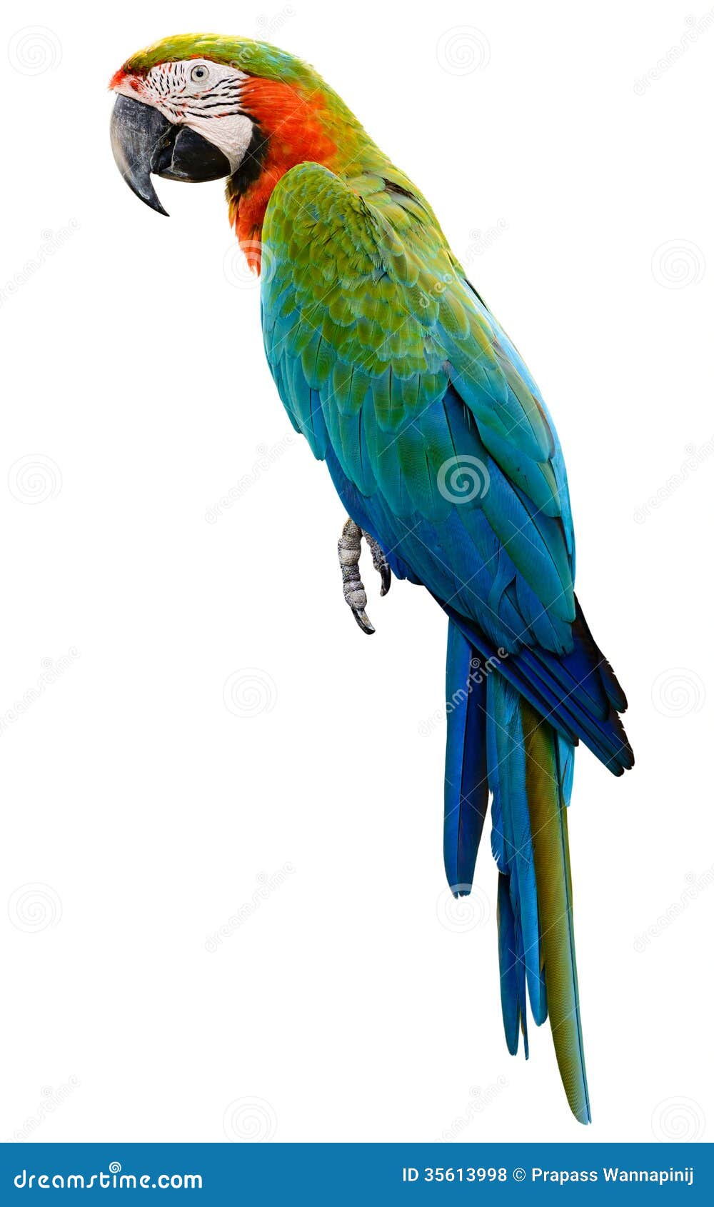 Arara Alaranjada Colorida Do Papagaio Foto de Stock - Imagem de ...