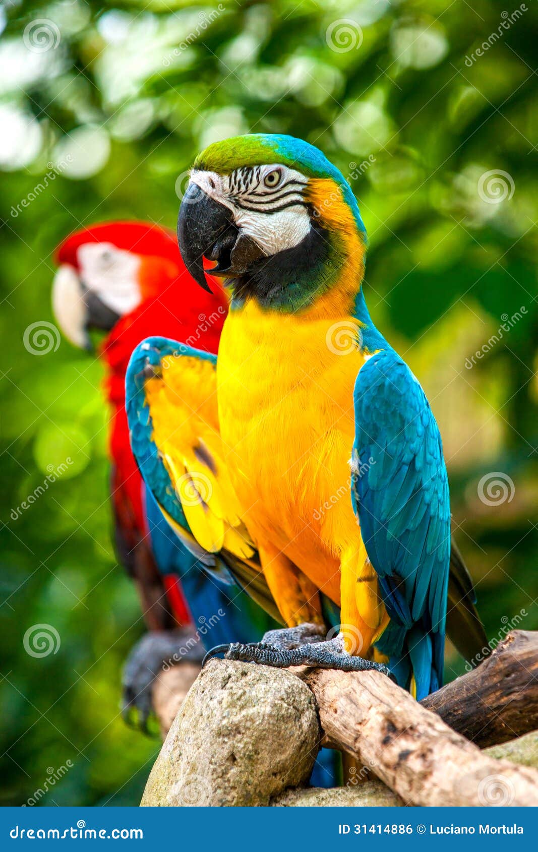 Arara Azul Colorida Do Papagaio Foto de Stock - Imagem de vermelho ...