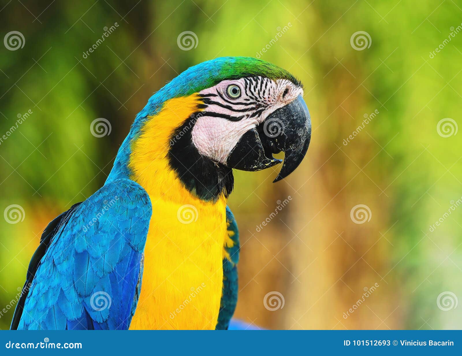 Arara Azul-e-amarela Conhecida Como Arara-caninde Em Brasil Imagem de ...
