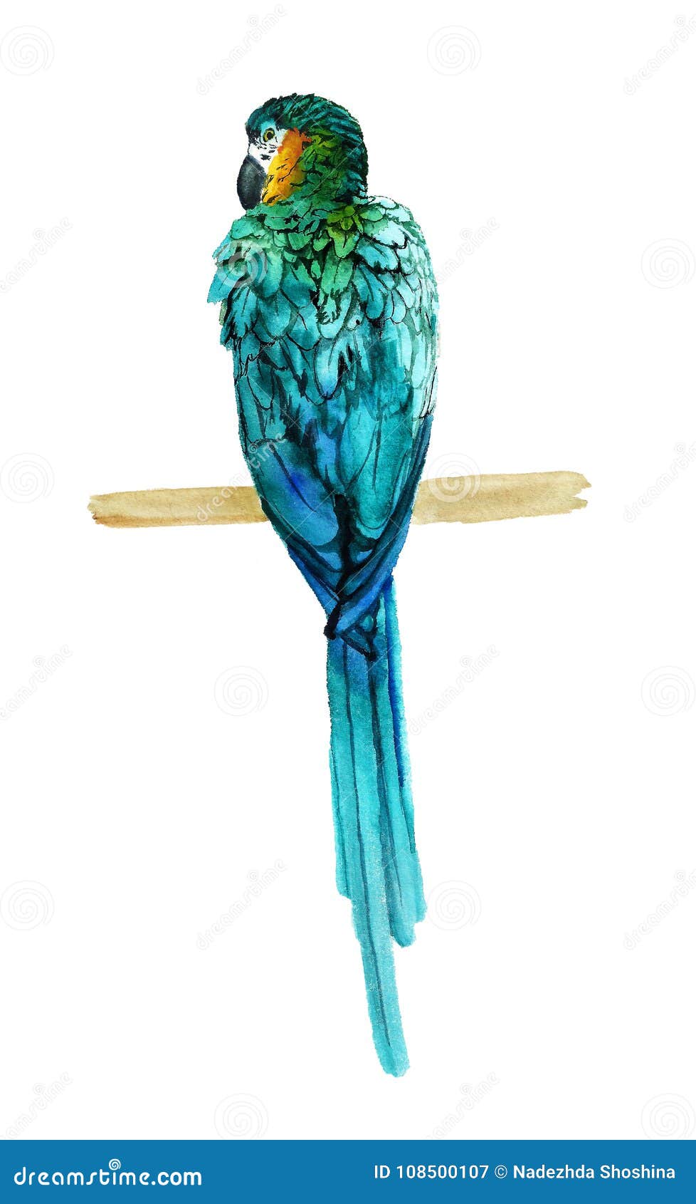 Arara Azul-e-amarela Da Aquarela Ilustração Stock - Ilustração de ...