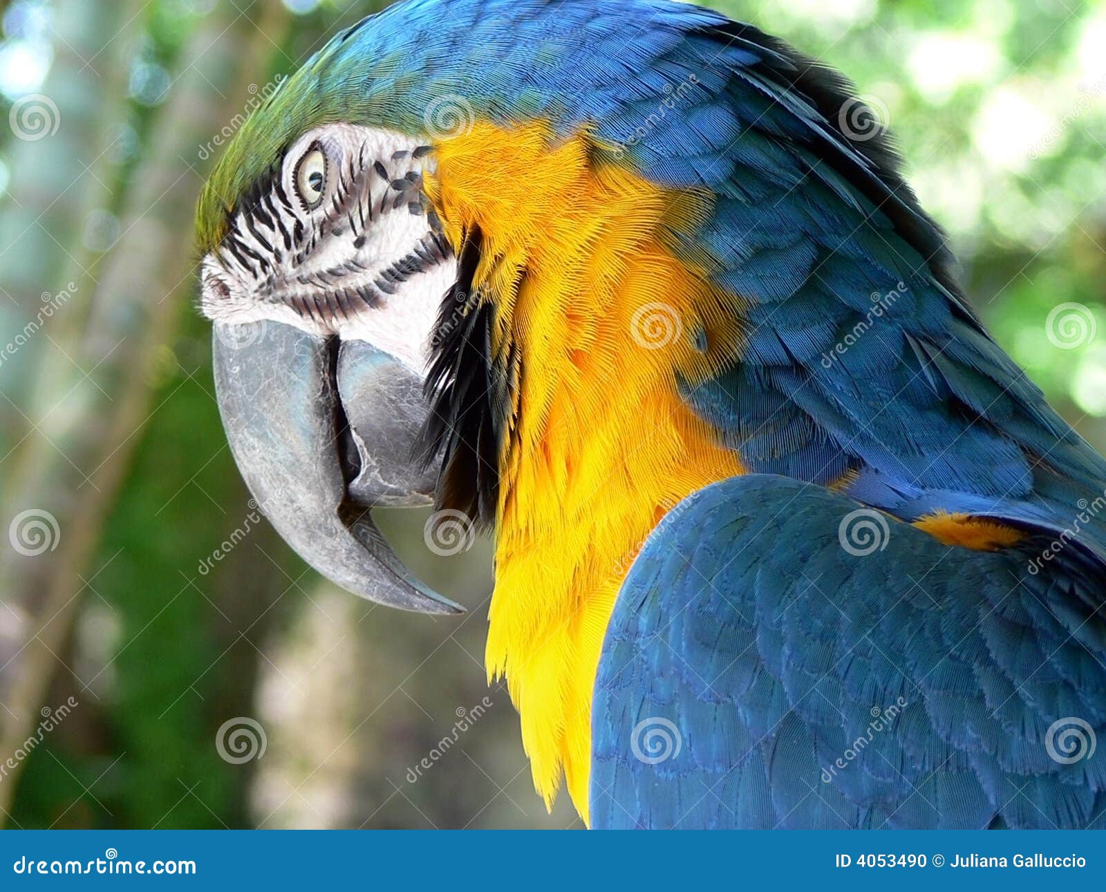 Arara bird stock photo. Image of amaz, color, colours - 4053490