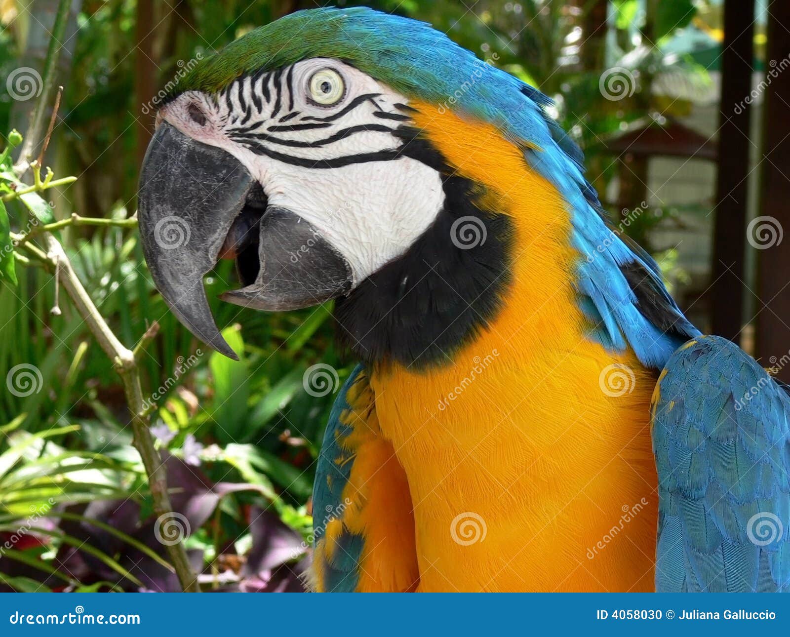 Arara bird stock photo. Image of colour, green, hang, exotic - 4058030