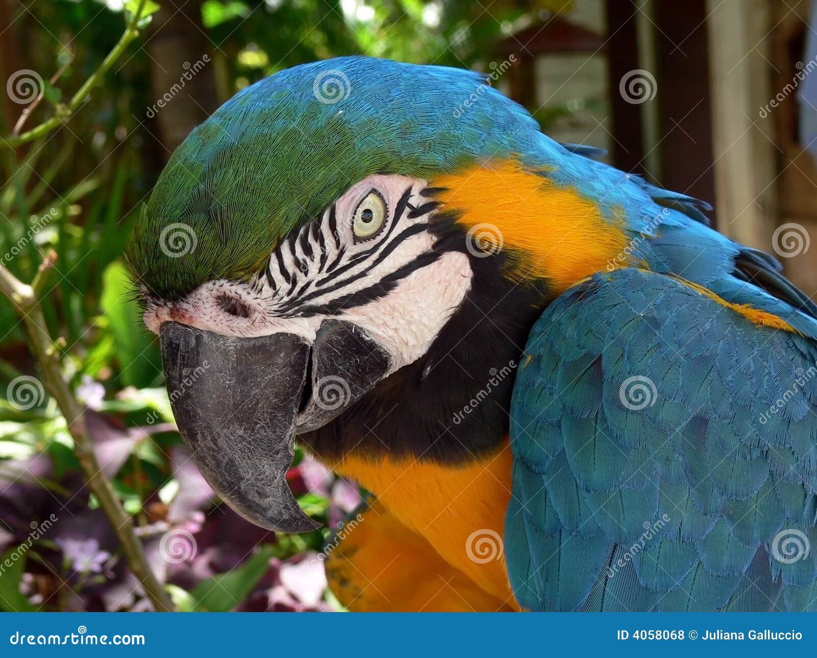 Arara bird stock photo. Image of birdlists, exotic, color - 4058068
