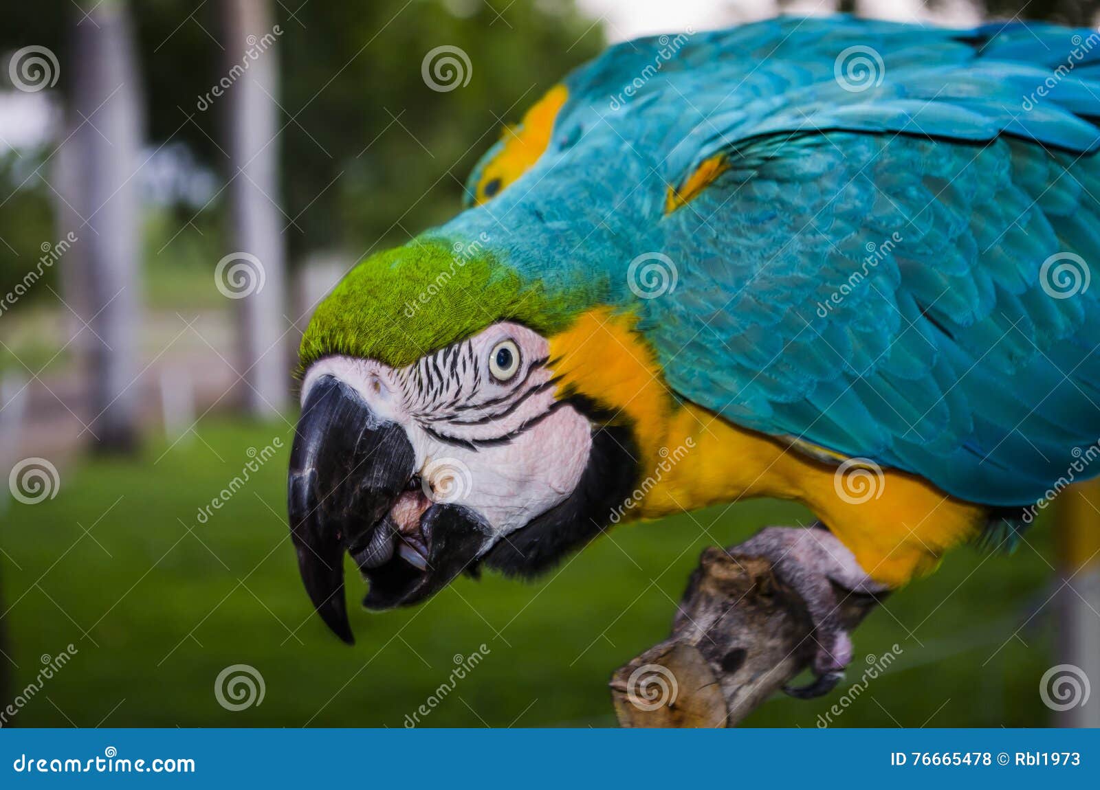 Arara stock photo. Image of parrot, wildlife, blue, arara - 76665478