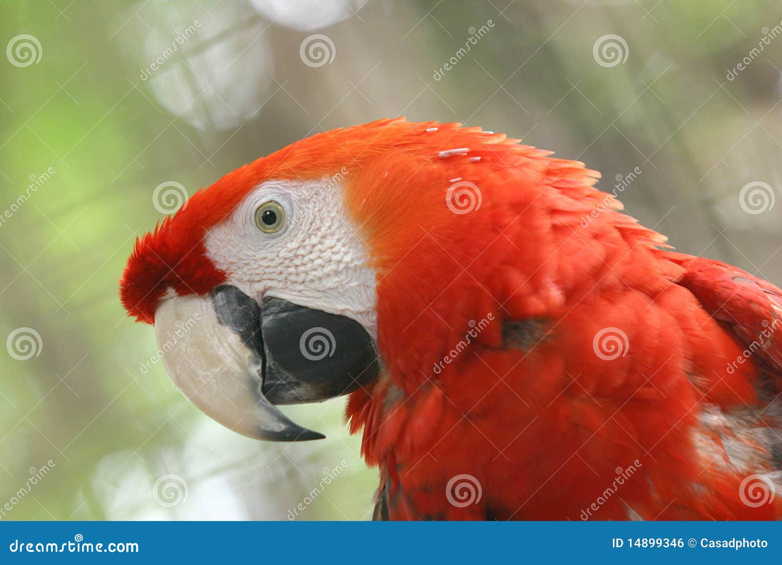Arara brazilian bird stock photo. Image of plumage, colors - 14899346