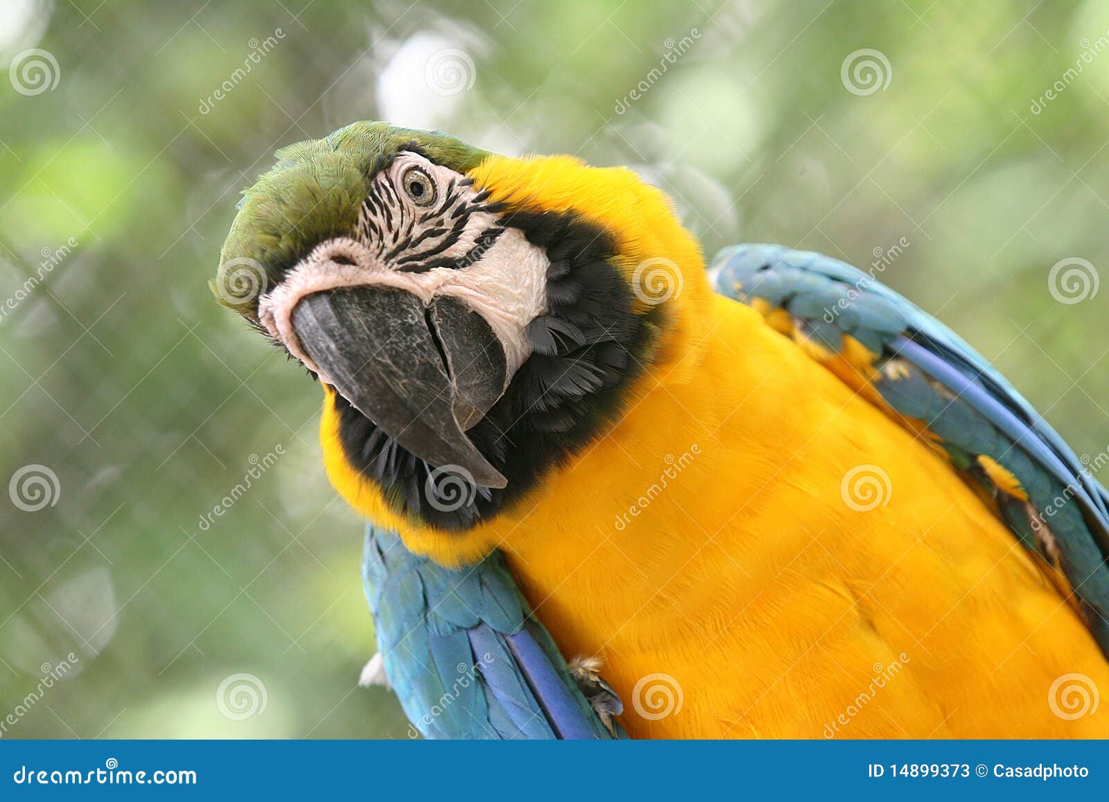 Arara brazilian bird stock image. Image of brazil, tropical - 14899373