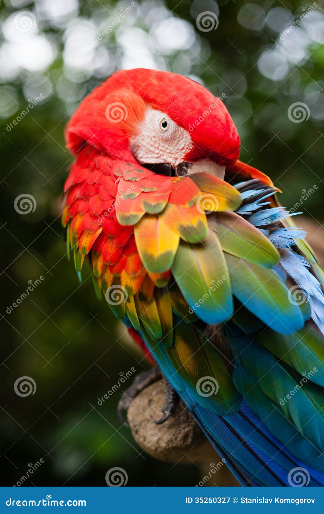 Arara colorida do papagaio imagem de stock. Imagem de amarelo - 35260327