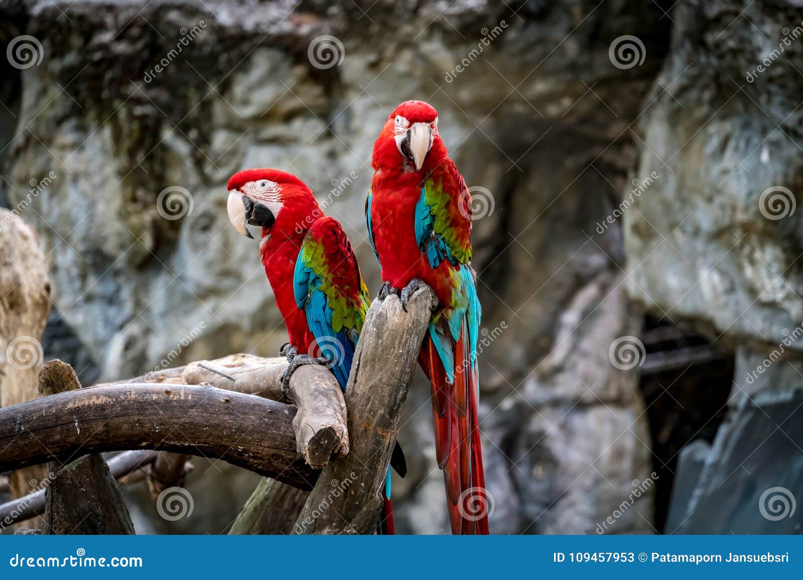Arara colorida no ramo imagem de stock. Imagem de azul - 109457953