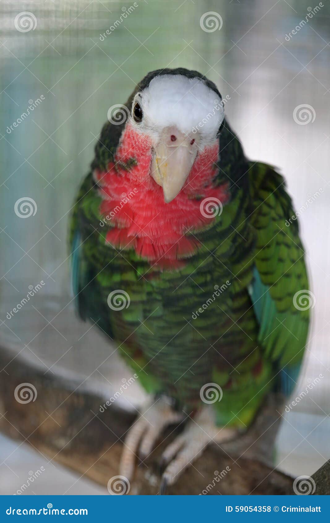 Arara Cubana Verde Das Amazonas Foto de Stock - Imagem de arara ...