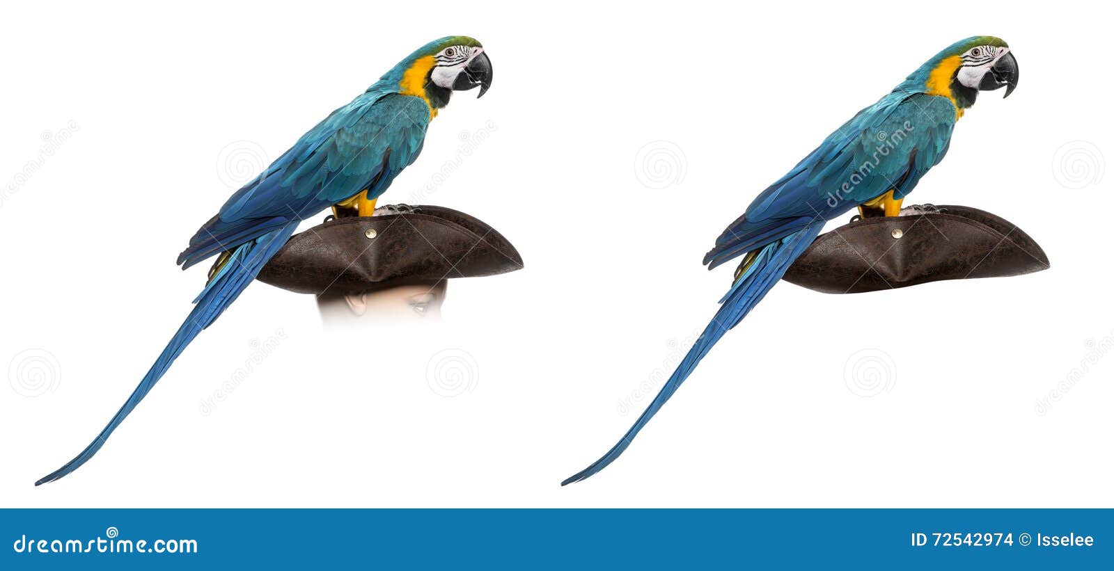 Arara Do Azul-e-ouro Isolada No Branco Foto de Stock - Imagem de lado ...