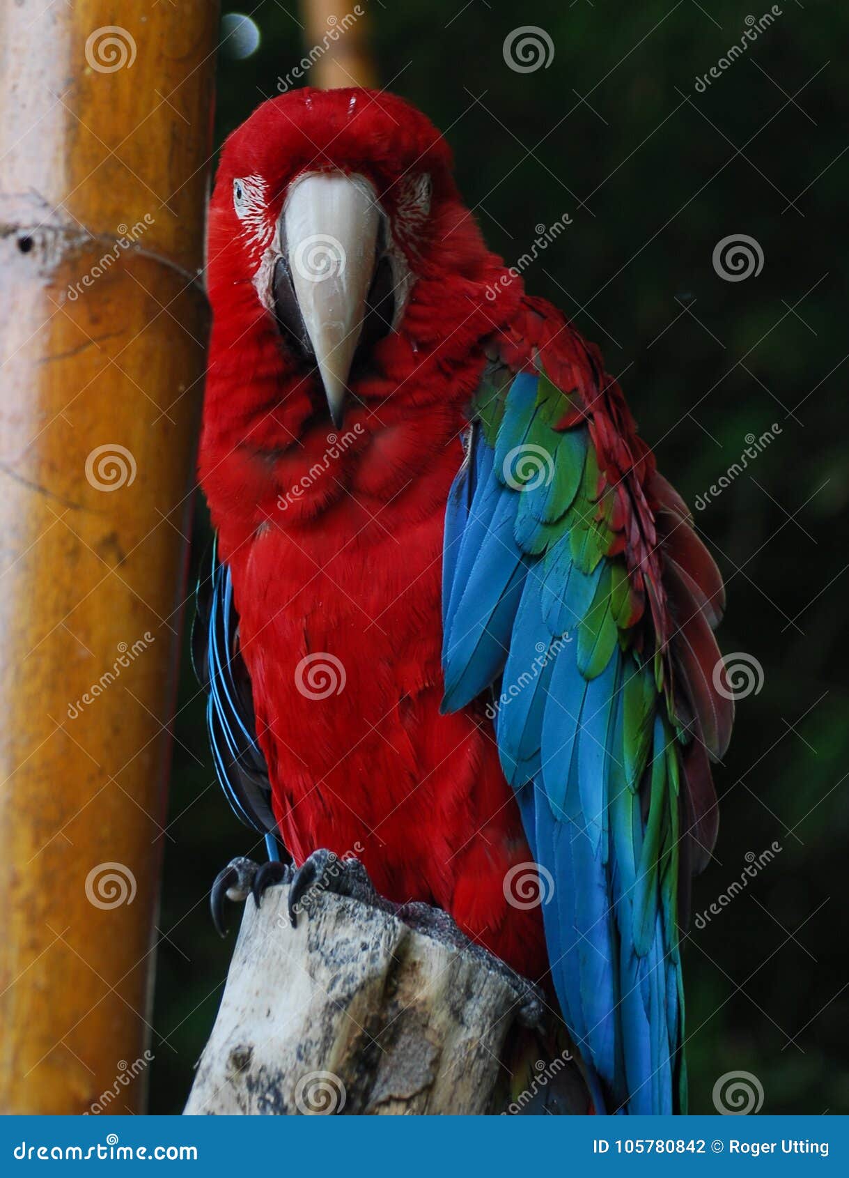 Arara Empoleirada Em Um Log Foto de Stock - Imagem de wildlife, europa ...