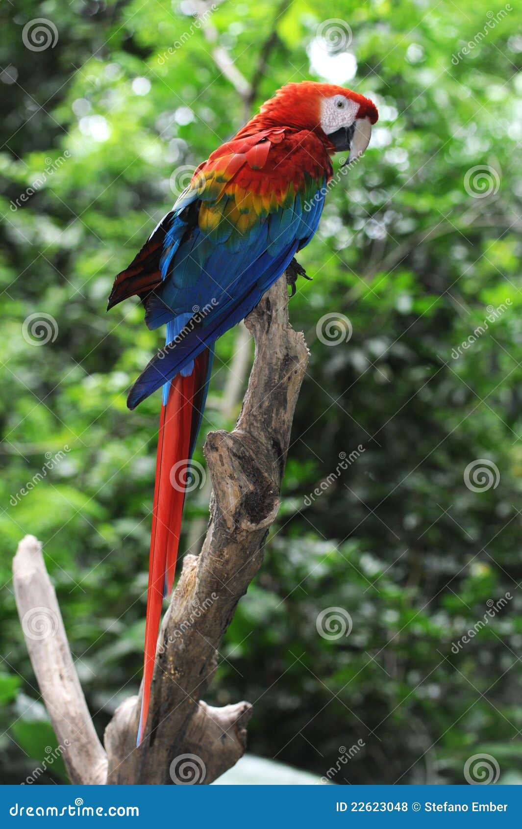 Arara Macao parrot stock photo. Image of brazil, arara - 22623048