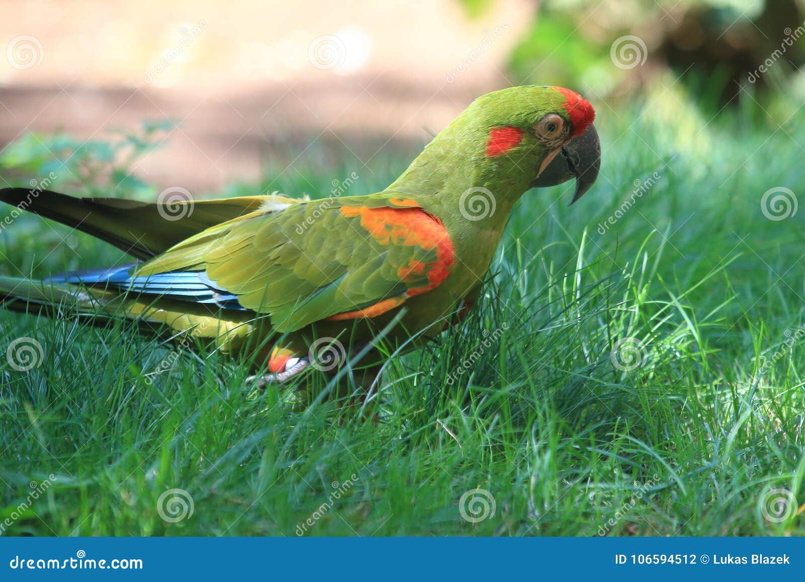 Arara militar verde foto de stock. Imagem de nave, arara - 106594512